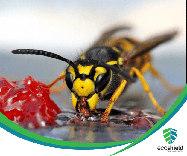 What Wasps Have The Most Painful Sting?